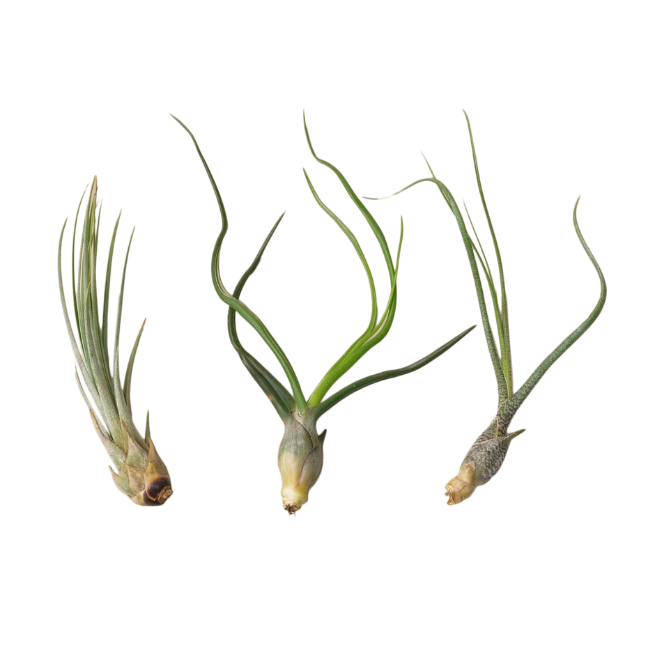 ROSIES ROOTS - Expert Plant Care & Houseplants for Your Home